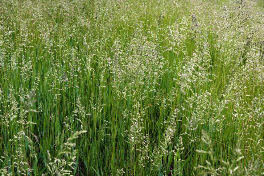 Native Grasses Require Far Less Water Than Traditional Turf
