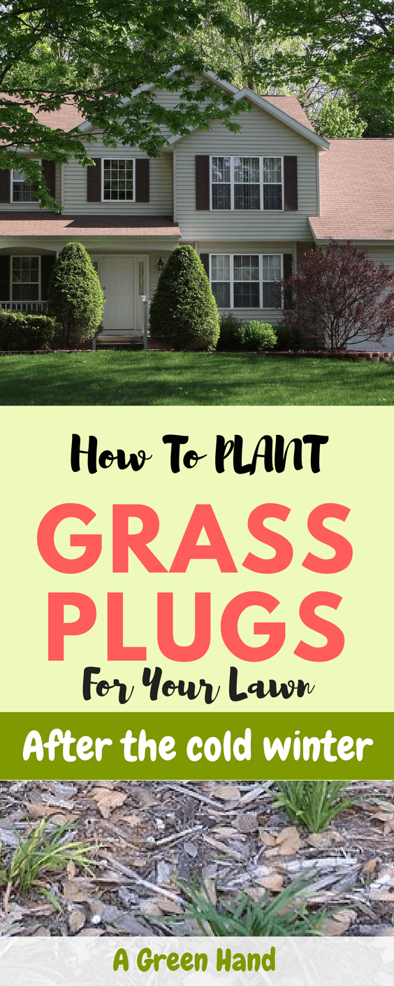 How To Plant Grass Plugs For Your Lawn A Green Hand