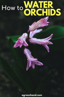 Growing Orchids: How To Water Orchids Correctly - A Green Hand