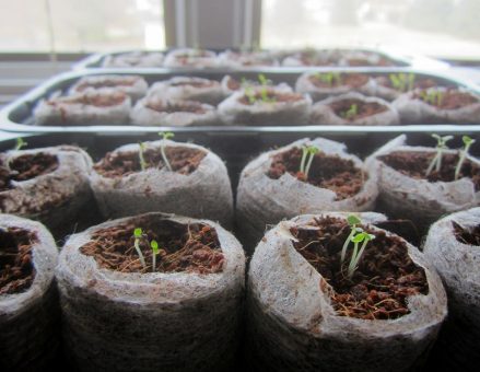 How And When To Start Your Seeds Indoors - AGreenHand