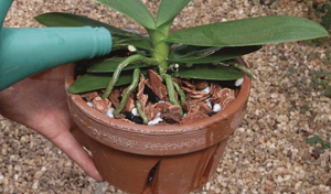 Growing Orchids: How To Water Orchids Correctly - A Green Hand