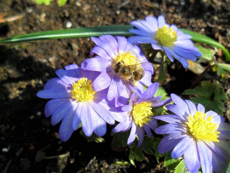 Top 8 Miniature Flower Bulbs For Small Spaces