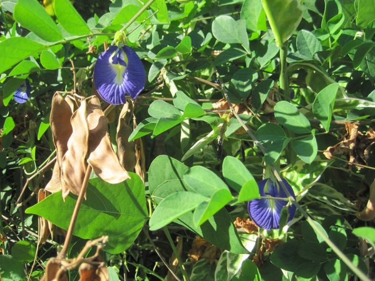 Butterfly Pea - How to Grow for The Native Wildlife Garden