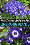 How To Grow And Care For Cineraria Plants