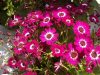 How To Grow And Care For Cineraria Plants