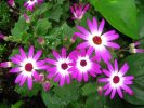 How To Grow And Care For Cineraria Plants
