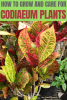 How To Grow And Care For Codiaeum Plants
