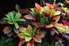 How To Grow And Care For Codiaeum Plants