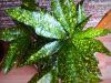 How To Grow And Care For Codiaeum Plants