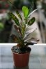 How To Grow And Care For Codiaeum Plants