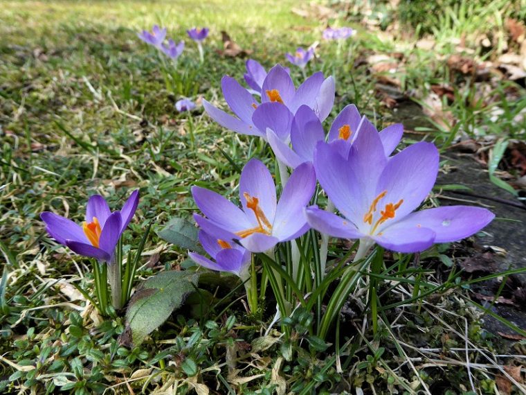 Top 8 Miniature Flower Bulbs For Small Spaces