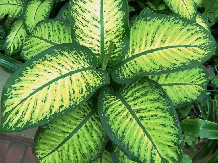 How To Care For Dumb Cane Plant how-to-care-for-dumb-cane-plant