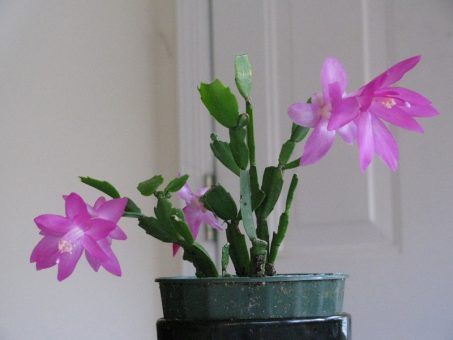 How To Indentify And Care For A Easter Cactus