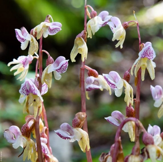 Learn Some Facts About Ghost Orchid Flowers