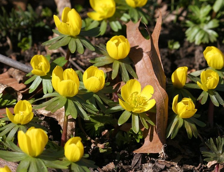 Top 8 Miniature Flower Bulbs For Small Spaces