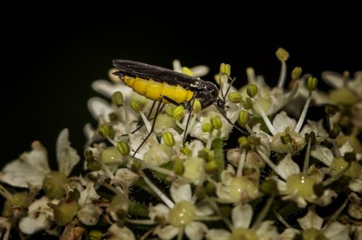 How to Get Rid Fungus Gnats Around Your Houseplants