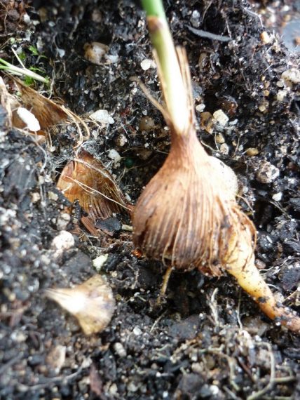 How To Dig And Store Gladiolus Corms