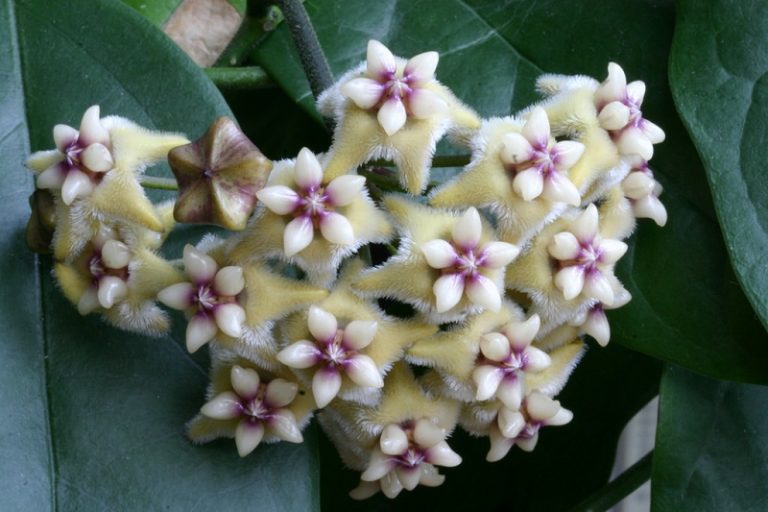 How to Grow the Beautiful Hoya Plant