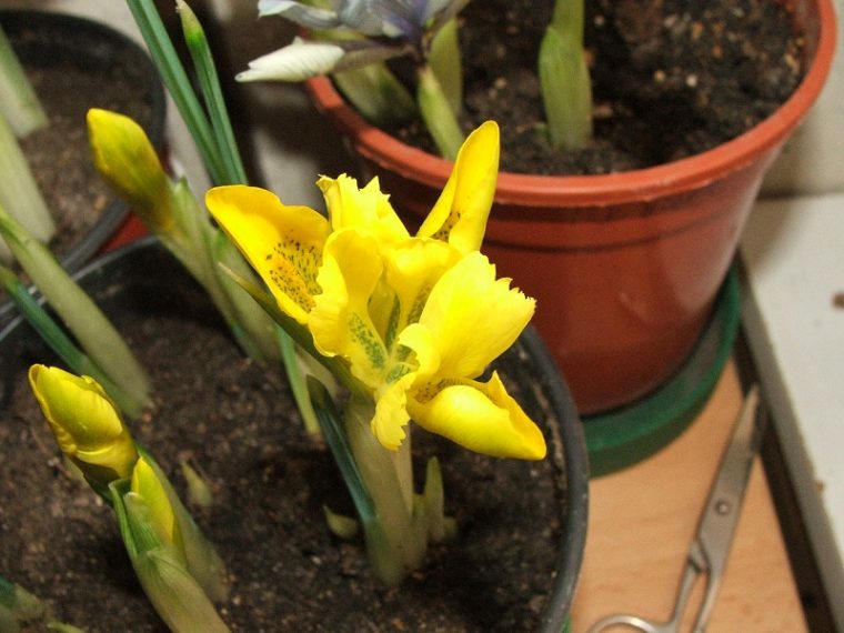 Top 8 Miniature Flower Bulbs For Small Spaces