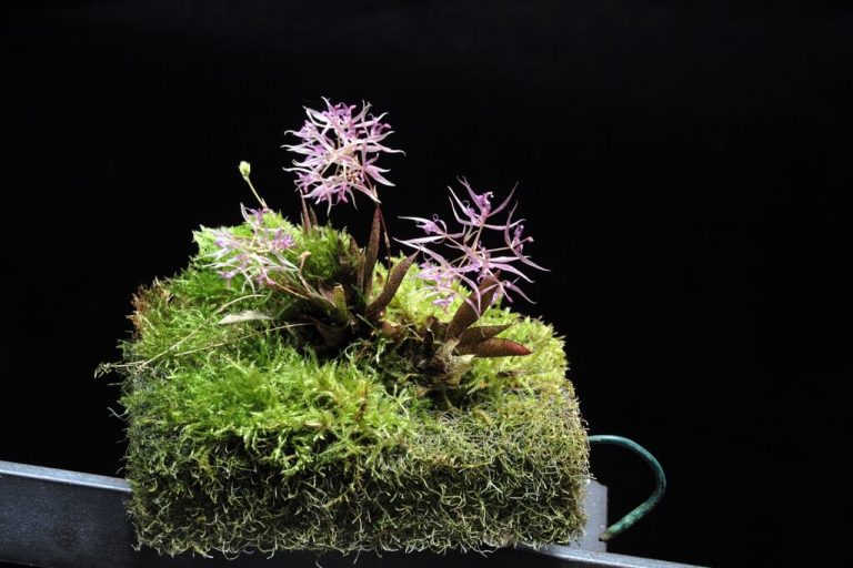 Top 10 Miniature Orchids for Small Spaces - AGreenHand