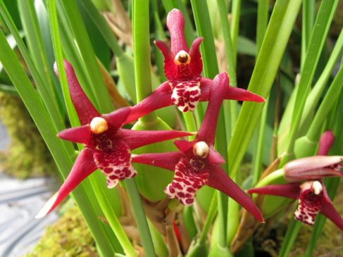 Maxillaria Tenuifolia - How To Grow A Coconut Orchid