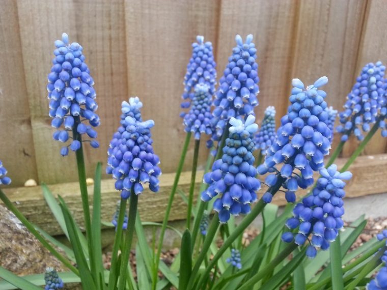 Top 8 Miniature Flower Bulbs For Small Spaces