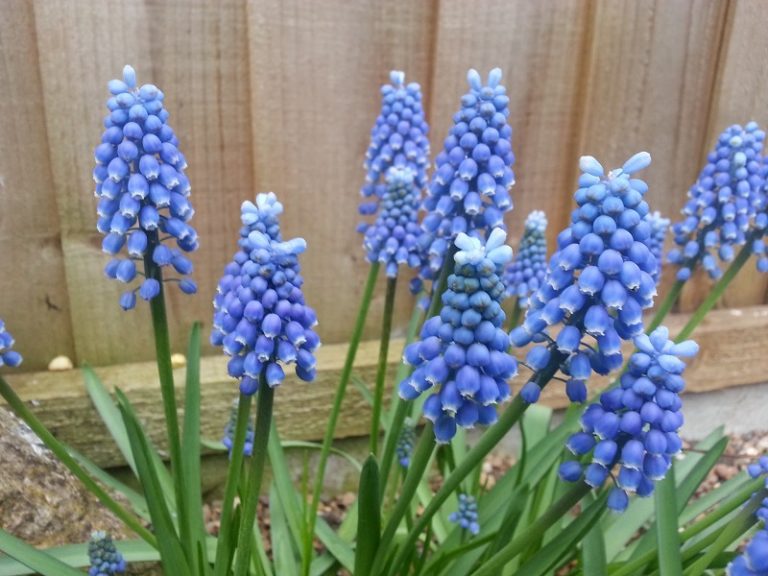 Top 8 Miniature Flower Bulbs For Small Spaces