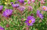 Aster - How To Grow This Gardening Favorite