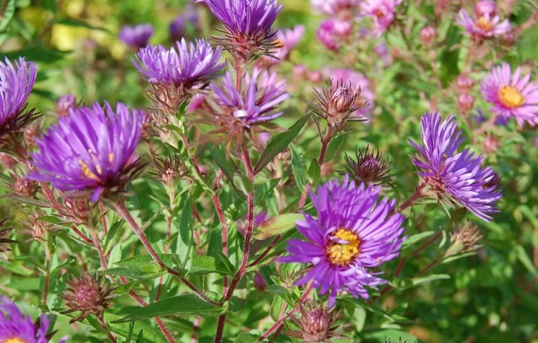 Aster - How To Grow This Gardening Favorite
