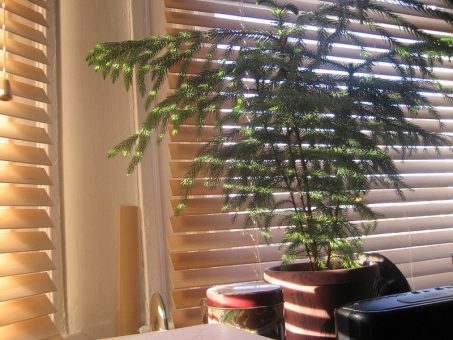 How To Care For Norfolk Island Pine As A Houseplant