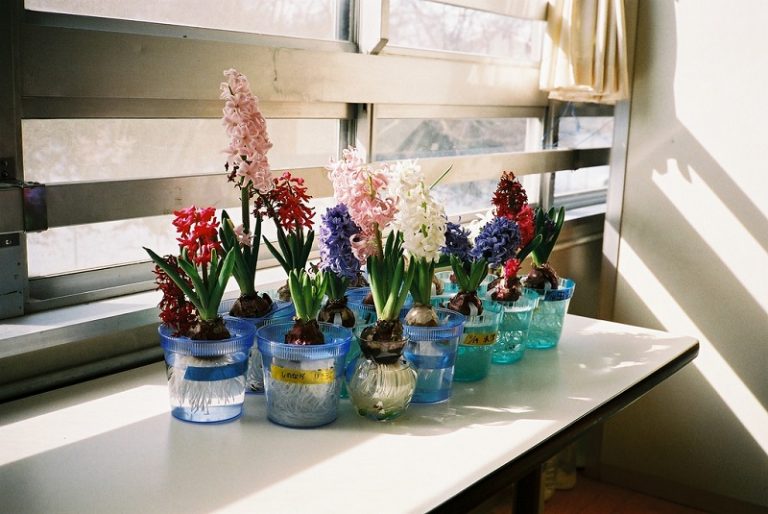 How To Force Spring Bulbs To Grow Indoors In The Winter - AGreenHand