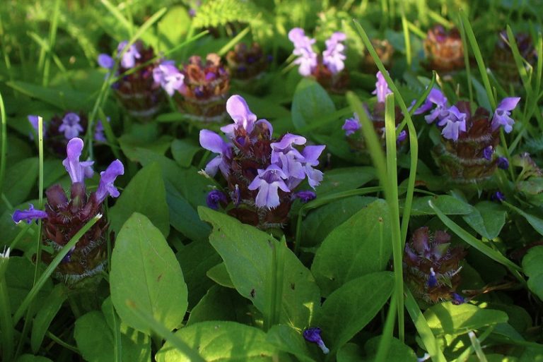 Prunella Vulgaris - How To Grow In The Shade Garden