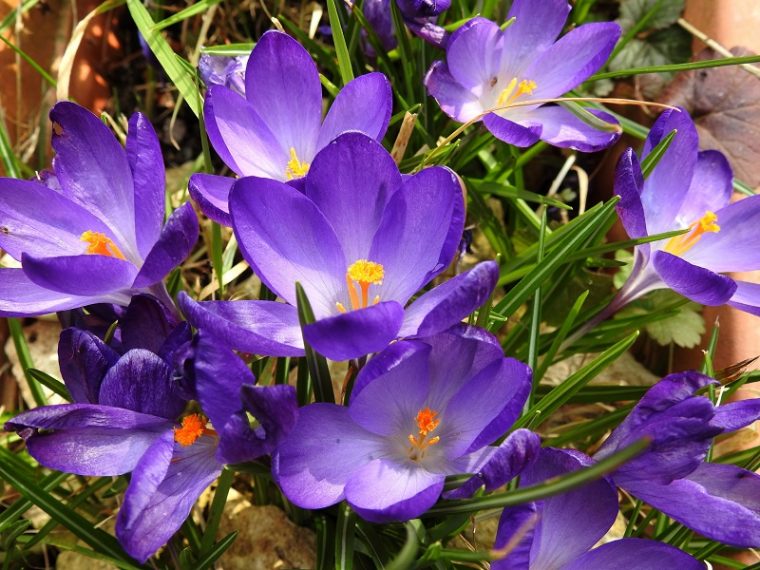 How To Plant Fall Bulbs