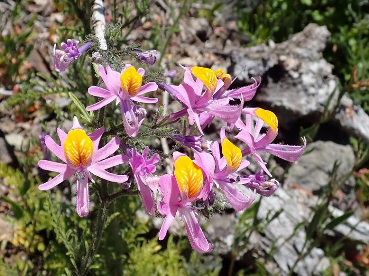 Schizanthus: How To Care For Poor Man's Orchids