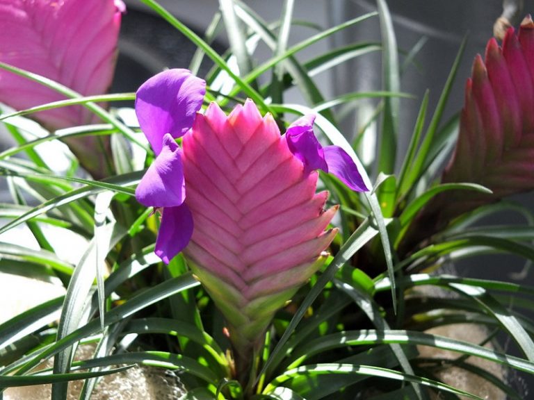 How To Care For A Tillandsia Cyanea