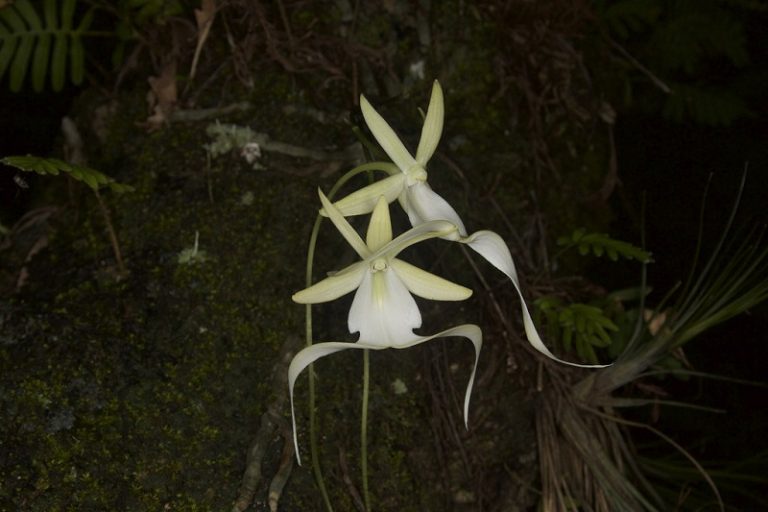 Learn Some Facts About Ghost Orchid Flowers