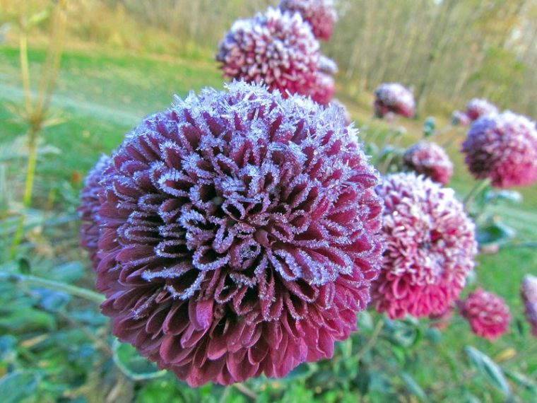 How To Grow Fall Mums In Spring