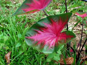 How to Grow and Care for Syngonium Plants - AGreenHand