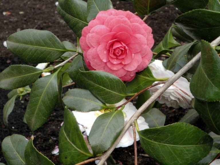 The Ultimate Guides On How To Grow And Care For Camellias