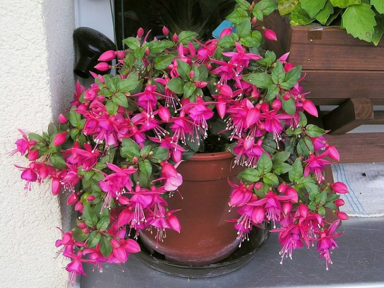 Fuchsia Plants: How To Grow And Care For Fuchsias