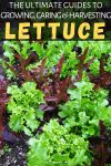 The Ultimate Guides To Growing, Caring and Harvesting Lettuce