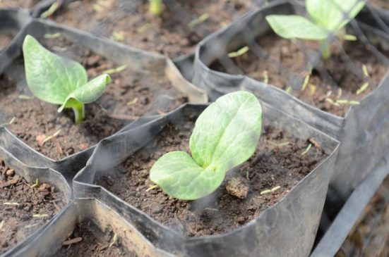 The Ultimate Guides To Growing, Caring And Harvesting Zucchini