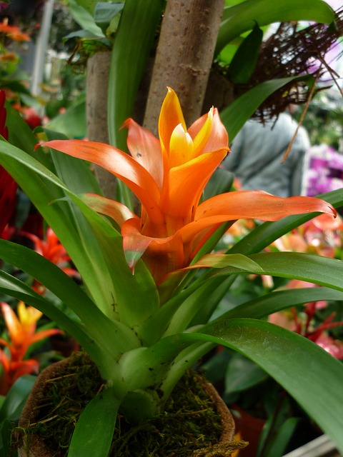 Feeding And Fertilizing Bromeliad Plants - A Green Hand