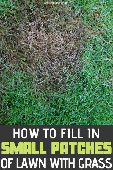 How To Fill In Small Patches Of Lawn With Grass - AGreenHand