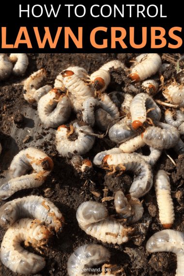 How To Control Lawn Grubs Organically - AGreenHand