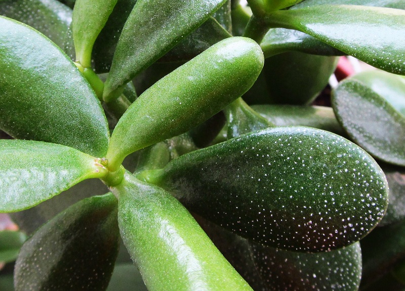 How to Cure Money Tree Leaves Turning Brown - AGreenHand