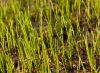 When To Remove Seed Germination Blanket - AGreenHand