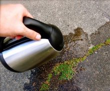 Does Boiling Water Kill Weeds? - AGreenHand