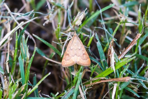 How To Get Rid Of Sod Webworms - AGreenHand