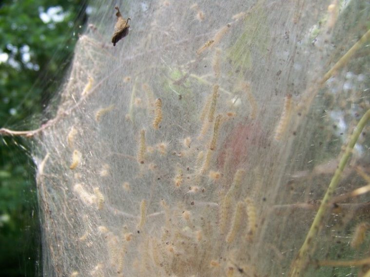 What Are The Flying Bugs In My Lawn - AGreenHand